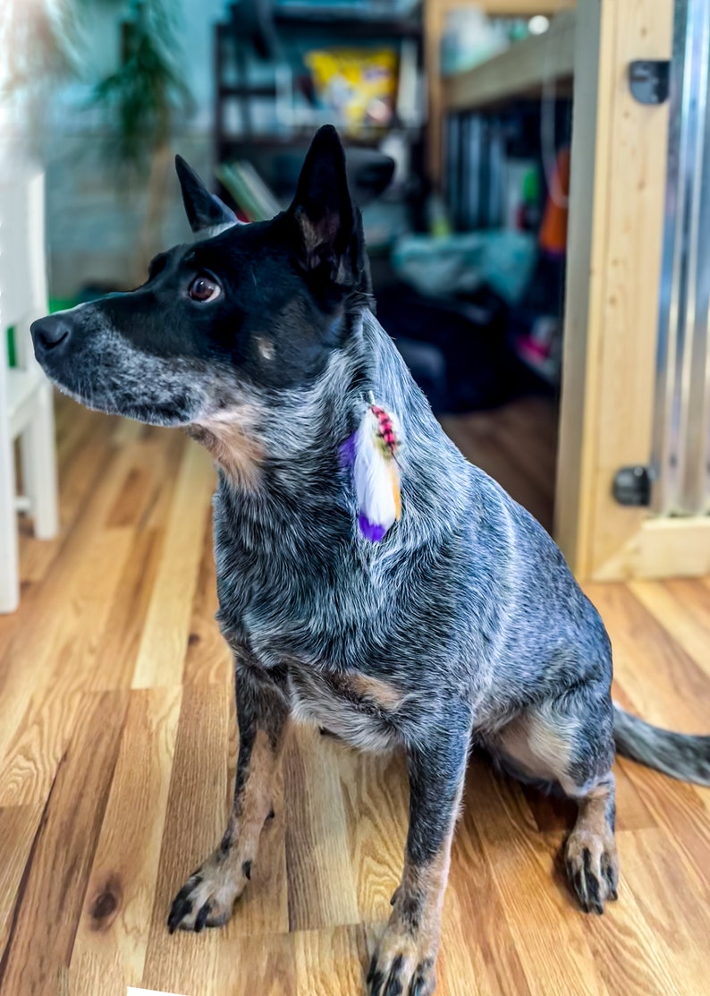 Feathers for Dogs, Feather Dog Extension, Dog Ear Feathers, Pet Hair ...