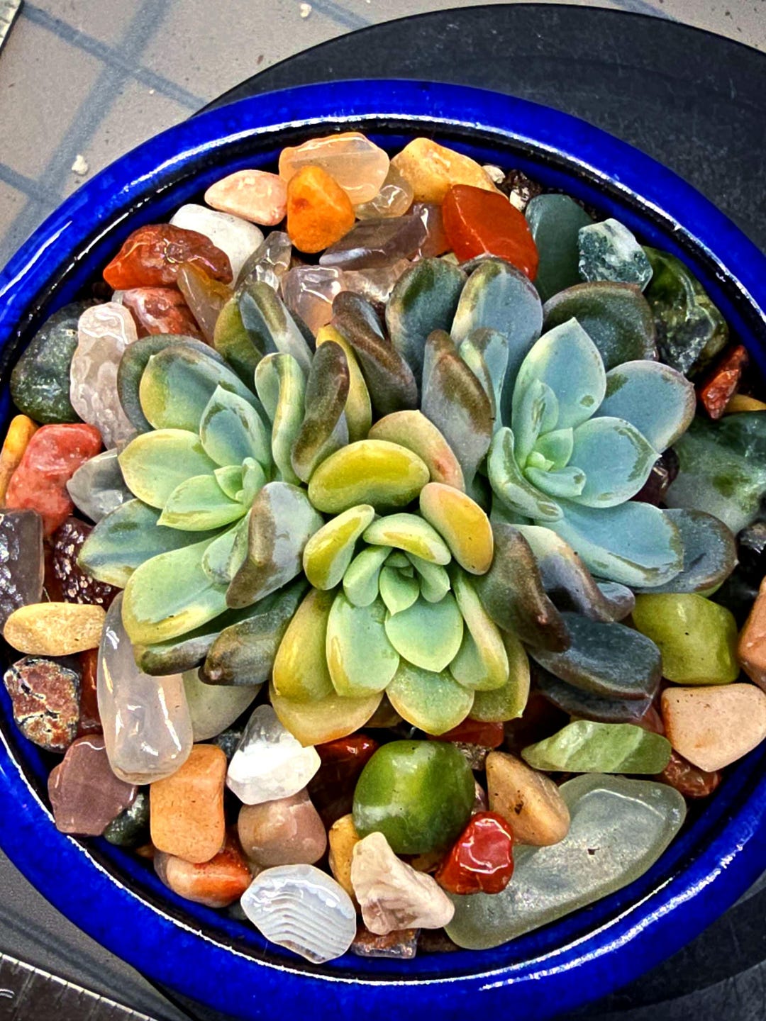 Variegated Echeveria Orpet Cluster (rarest of the Rare, New Import) - Etsy