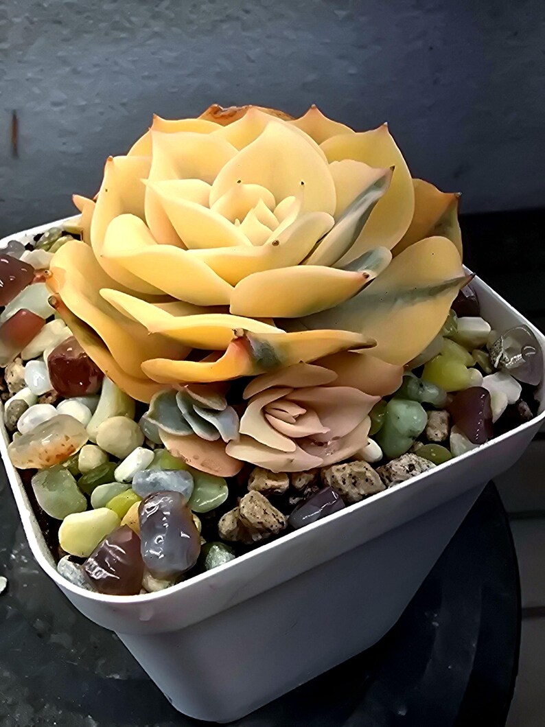 Echeveria Pollux Variegated With Pups (almost Fully Albino Variegation ...