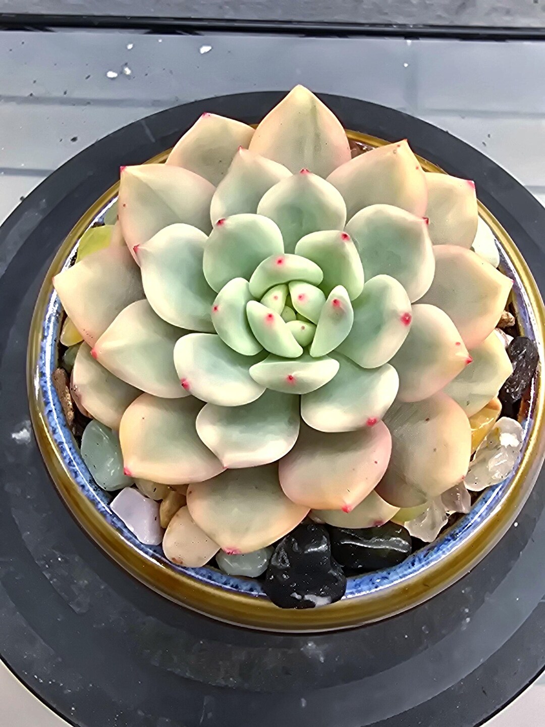Variegated Echeveria Ariel (short Leaf Dwarf Variety, Much More Rare ...
