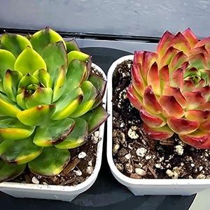 Echeveria Fire Pillar Variegated (super Vibrant! Ultra Rare Red/orange ...