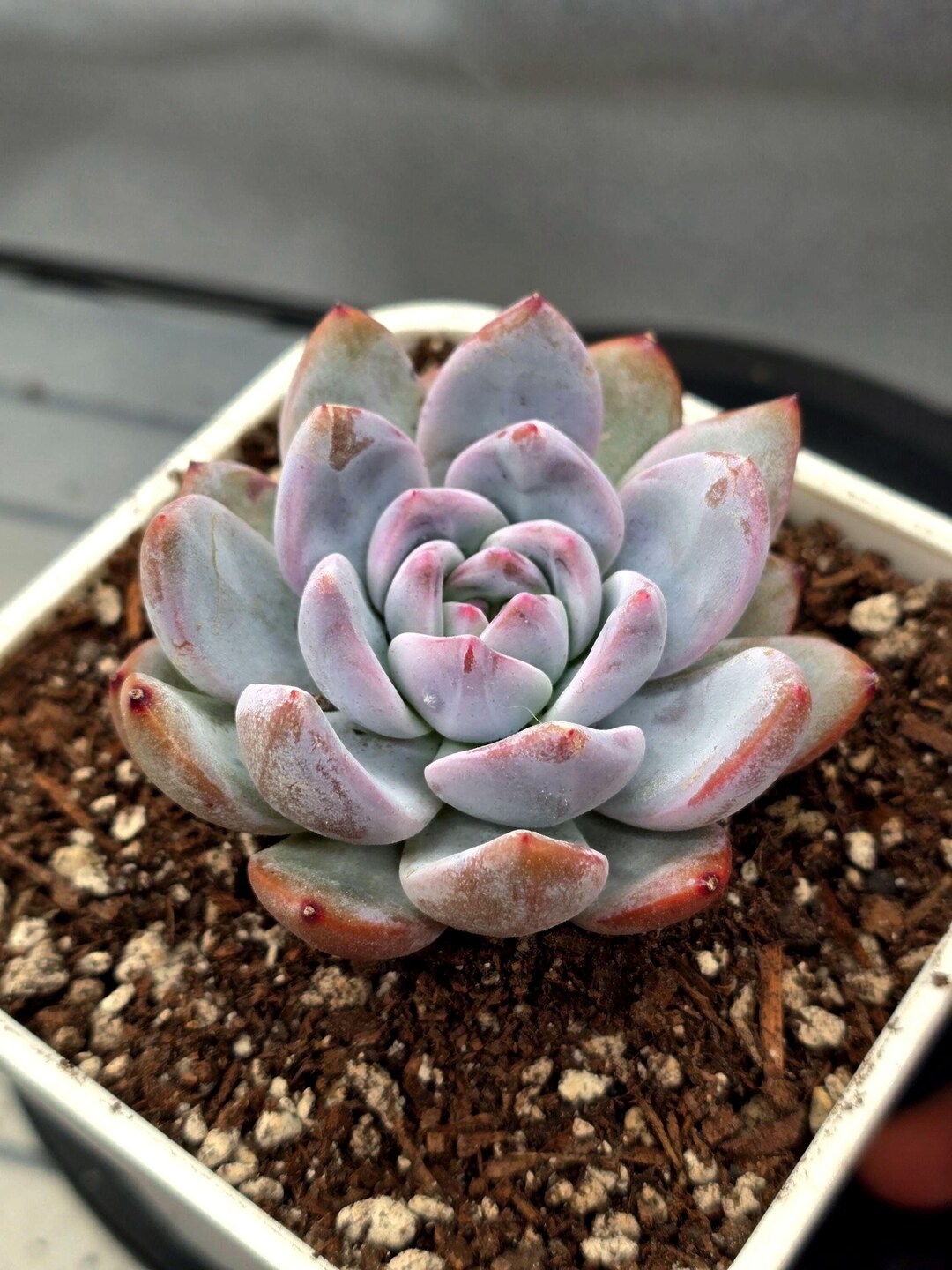 Photos Updated! Echeveria Icy Beauty - Etsy