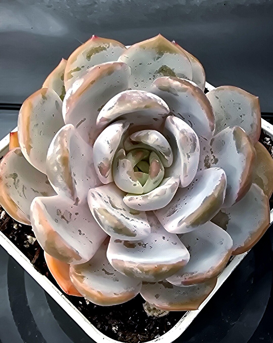 Echeveria Leemon (florence X Blue Bird) Super Rare, Closly Related to ...