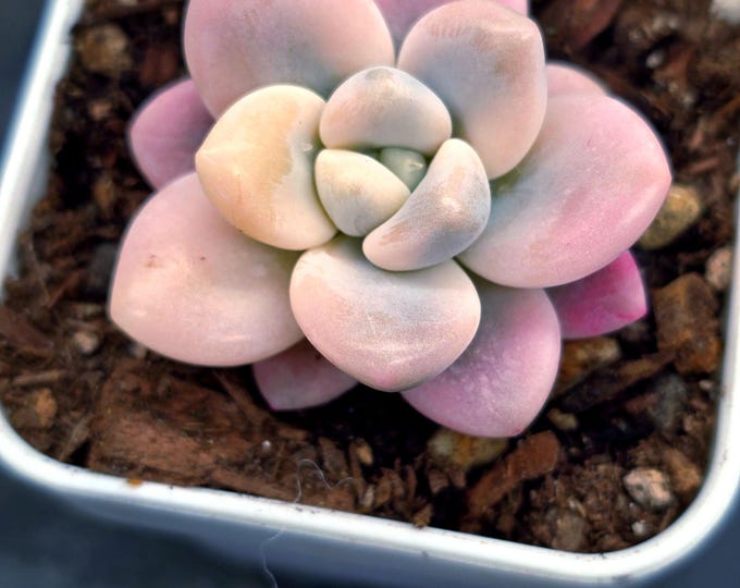 Echeveria Caviar/ Pachyphytum Caviar Imported Succulent - Etsy