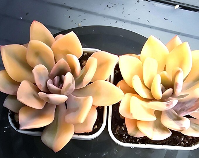 Graptoveria Debbie Variegated (almost Full Variegation! Very Delicate ...
