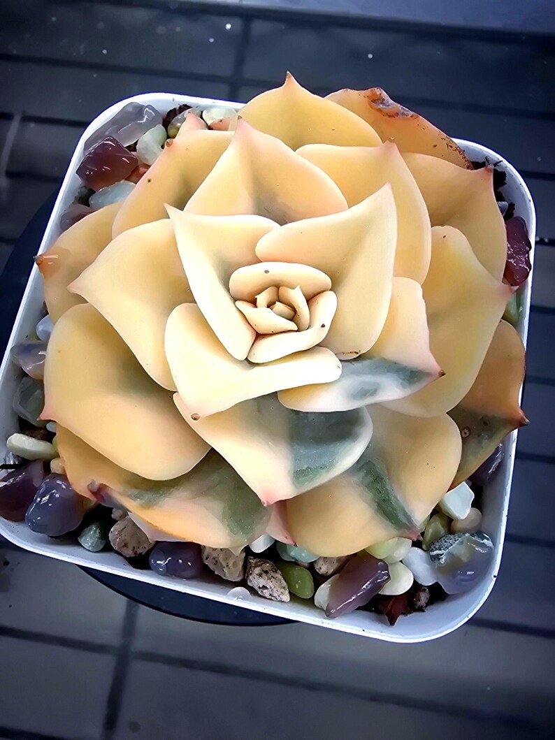 Echeveria Pollux Variegated With Pups (almost Fully Albino Variegation ...