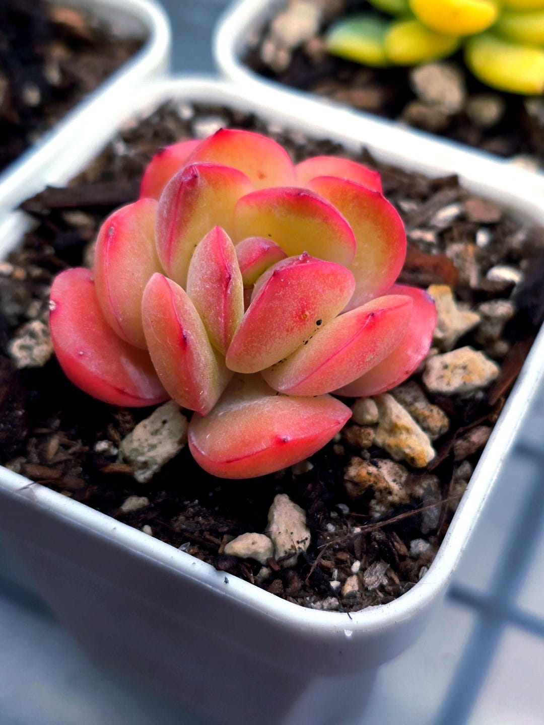 Echeveria Paul Shay Baby(very Rare, Fully Rooted) - Etsy