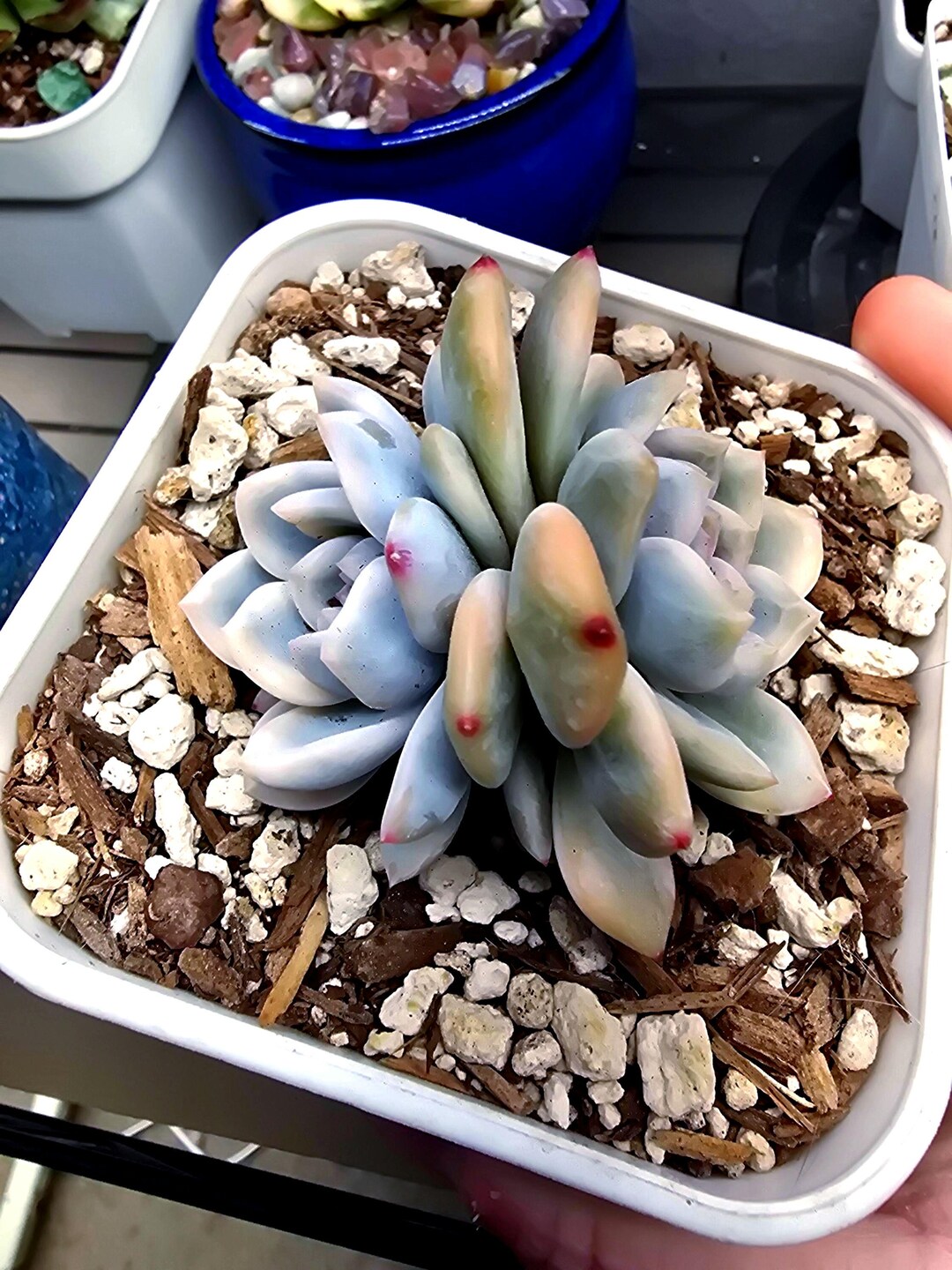 Double-headed Variegated Echeveria Orange Monroes - Etsy