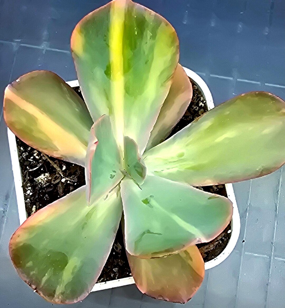 Pachyveria Paul Bunyon Variegated (young and Colorful Giant) - Etsy
