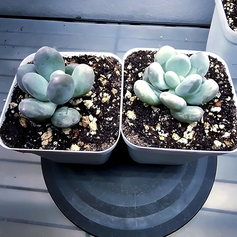 Pachyphytum - Etsy