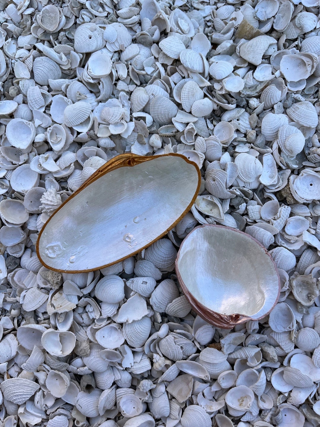 Shell Jewelry Dish, Gold and Pearly Decorative Seashell, Ring Dish ...