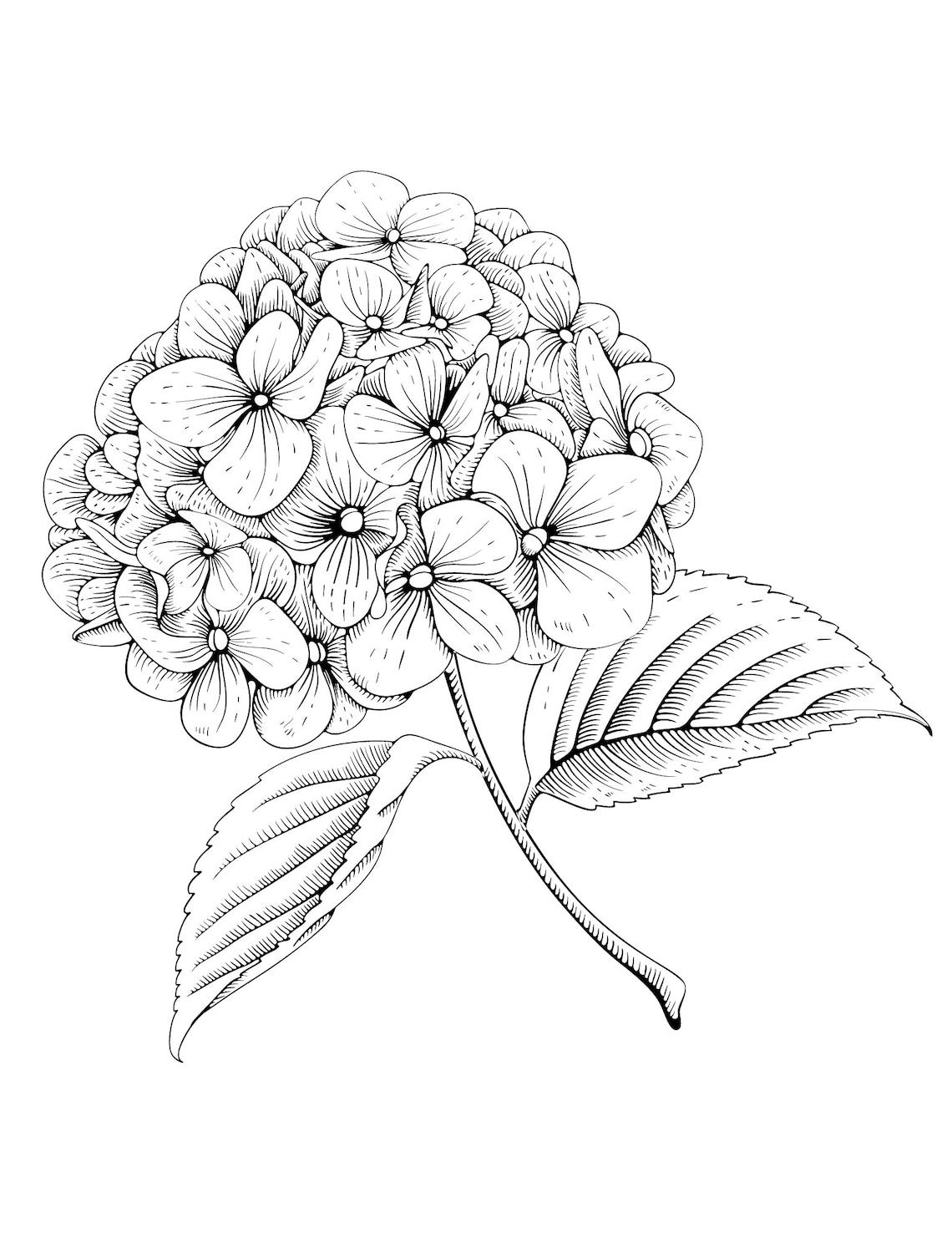 Hydrangea Coloring Pages - Etsy