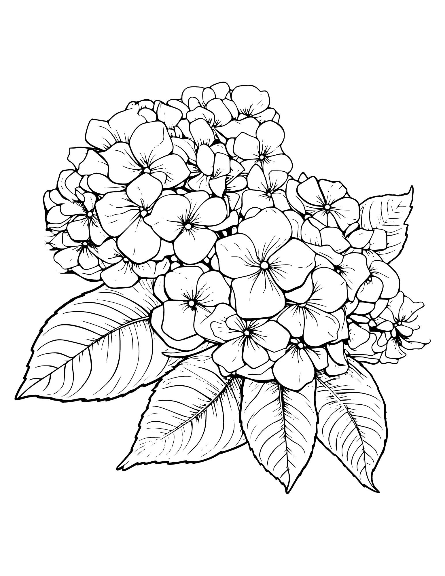 Hydrangea Coloring Pages - Etsy