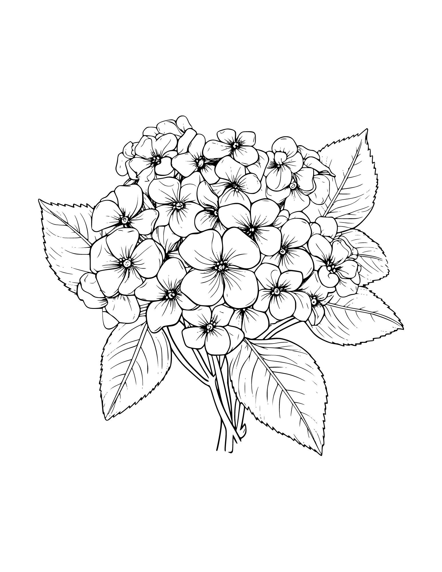 Hydrangea Coloring Pages - Etsy
