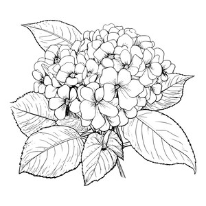 Hydrangea Coloring Pages - Etsy