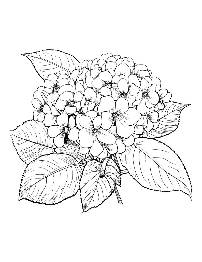 Hydrangea Coloring Pages - Etsy