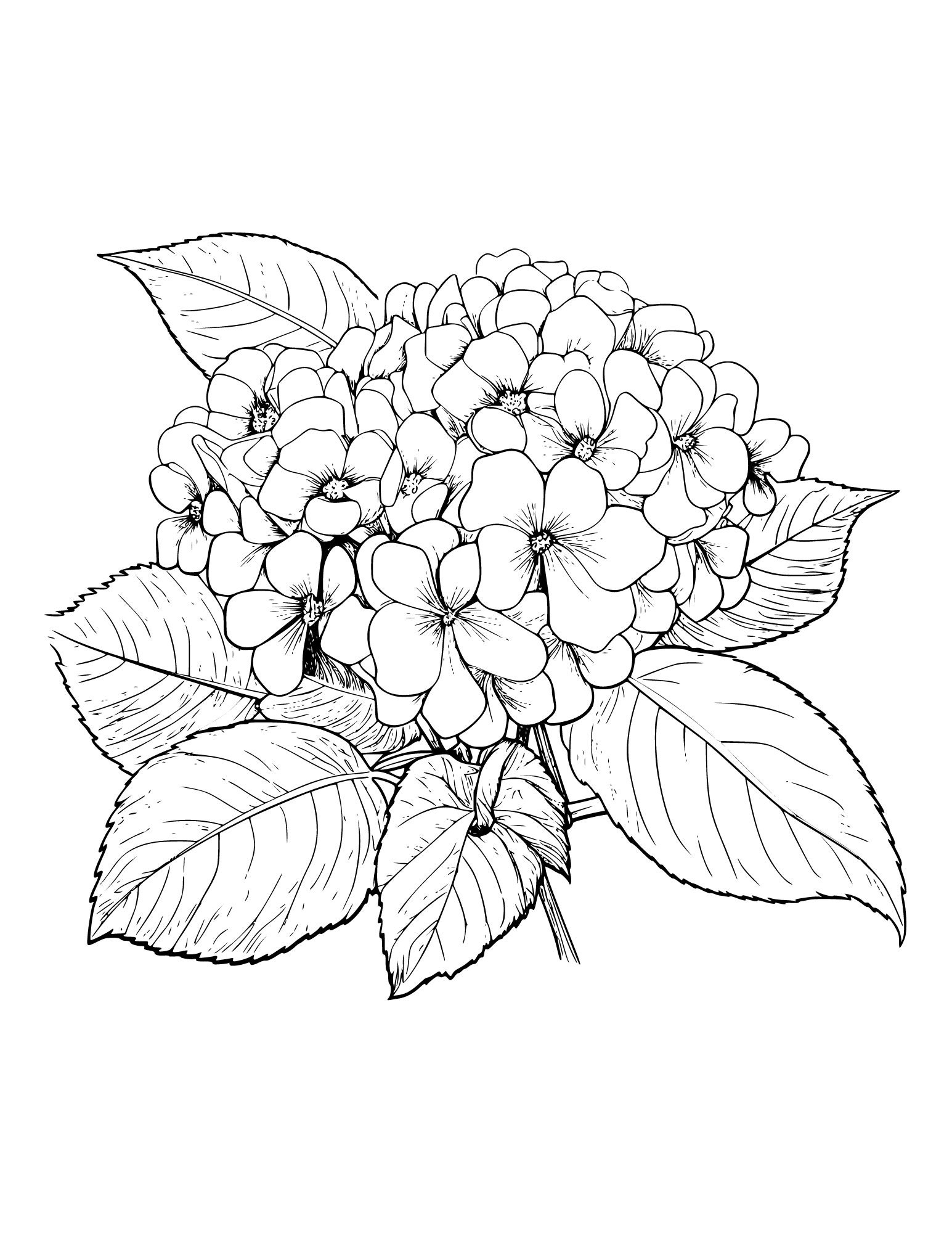 Hydrangea Coloring Pages - Etsy