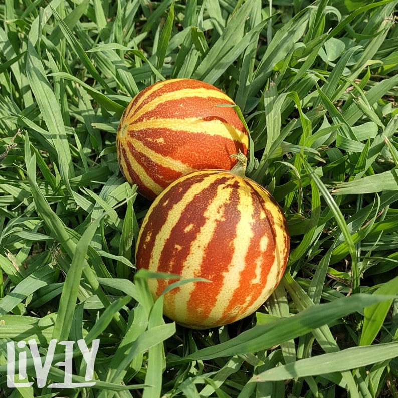 25+seeds Rich Sweet Melon Seeds Pocket Melon Striped Heavy Producer ...