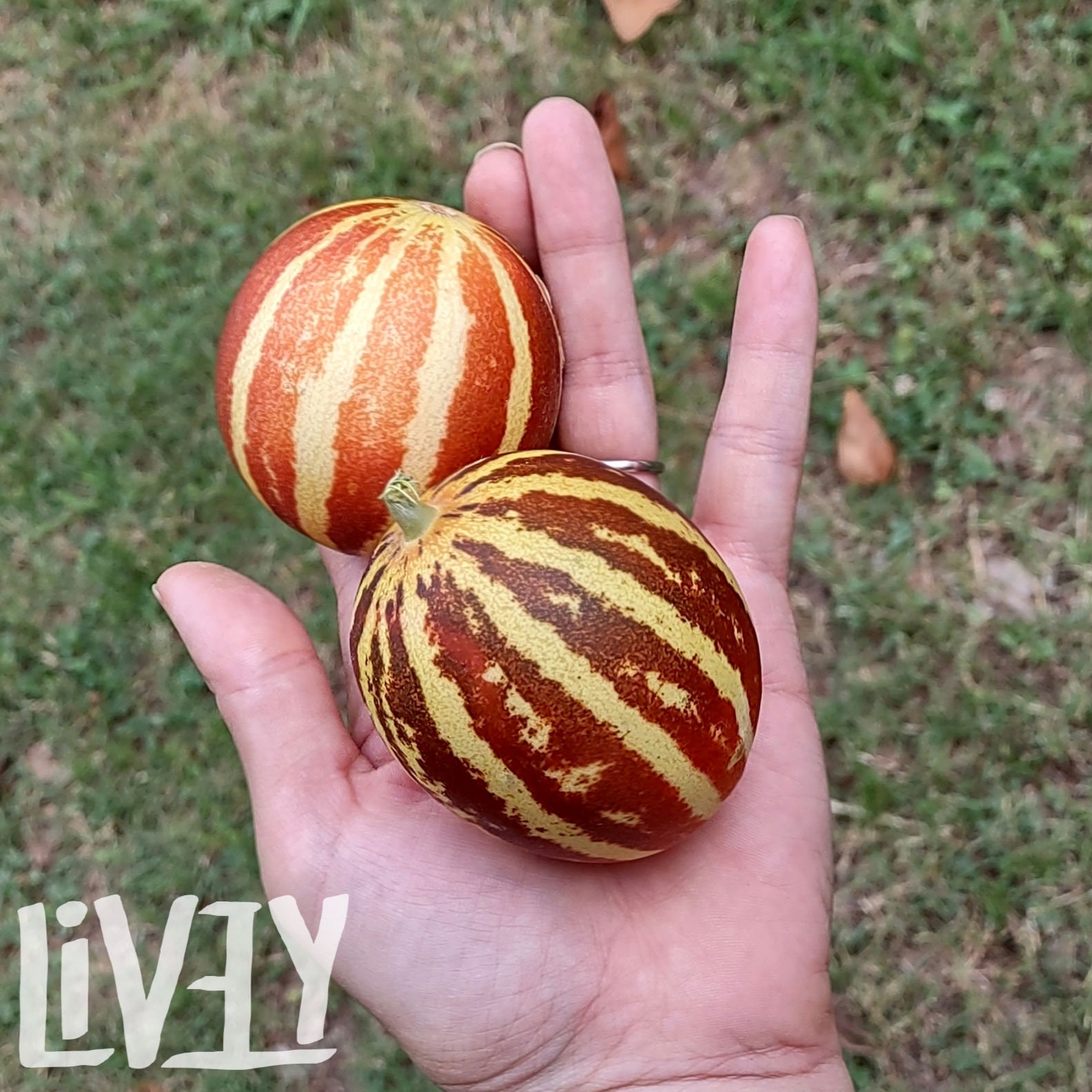 25+seeds Rich Sweet Melon Seeds Pocket Melon Striped Heavy Producer ...