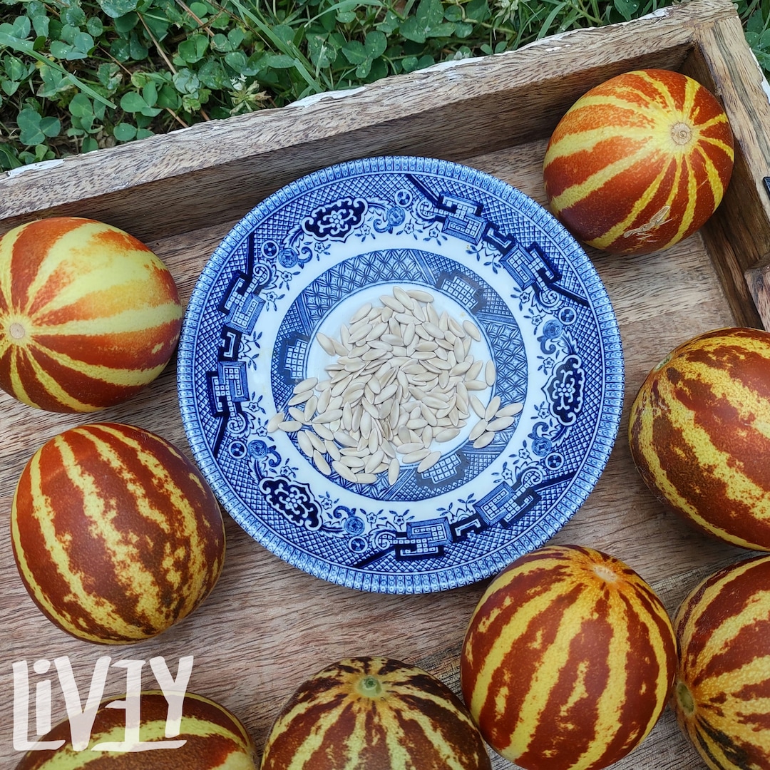 25+seeds Rich Sweet Melon Seeds Pocket Melon Striped Heavy Producer ...