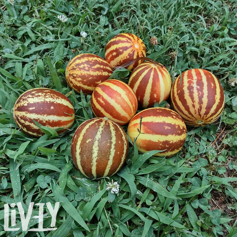 25+seeds Rich Sweet Melon Seeds Pocket Melon Striped Heavy Producer ...