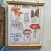 Native Fish of Idaho Scientific Poster With Magnetic Wall Hanging Style ...