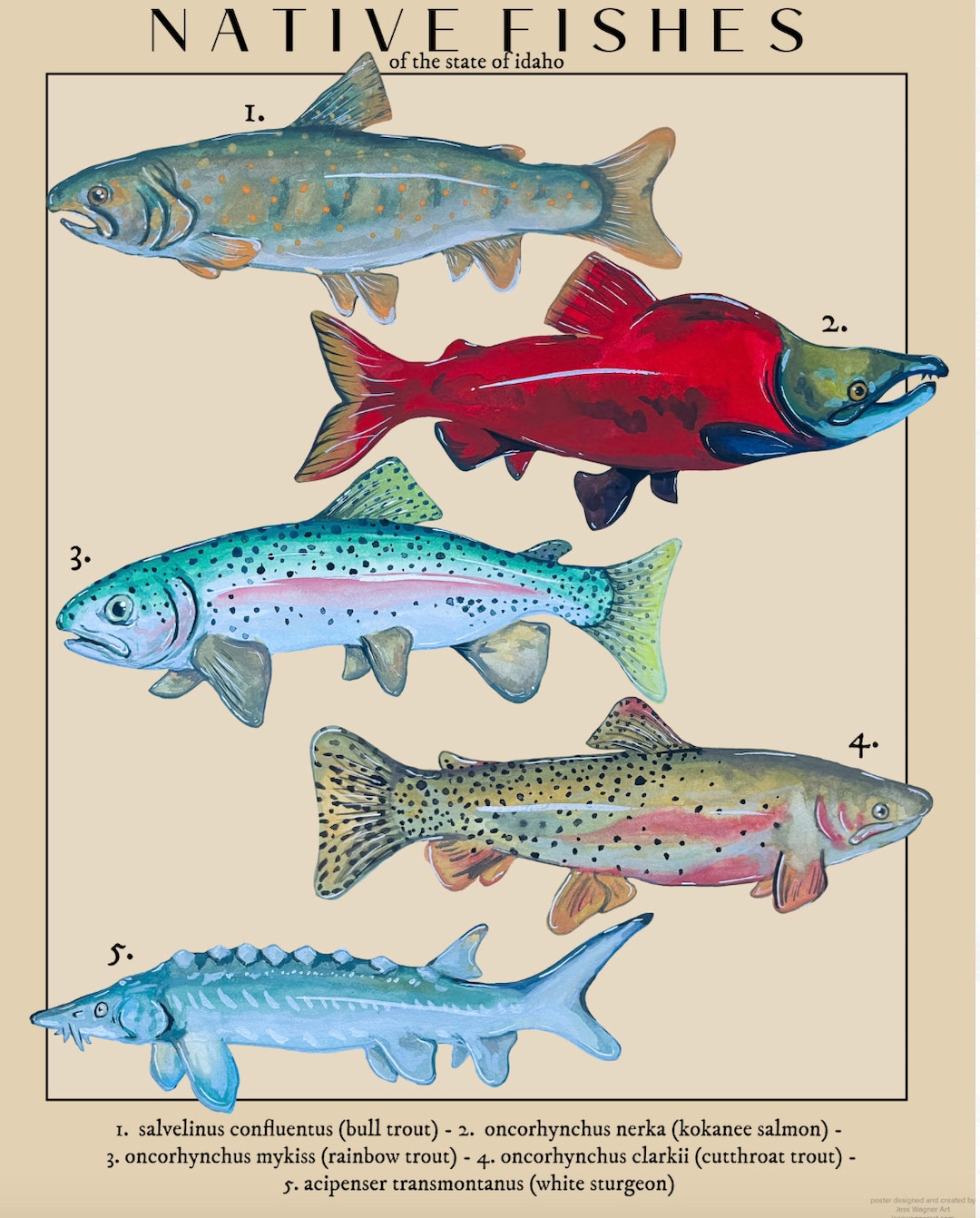 Native Fish of Idaho Scientific Poster With Magnetic Wall Hanging Style ...