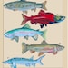 Native Fish of Idaho Scientific Poster With Magnetic Wall Hanging Style ...