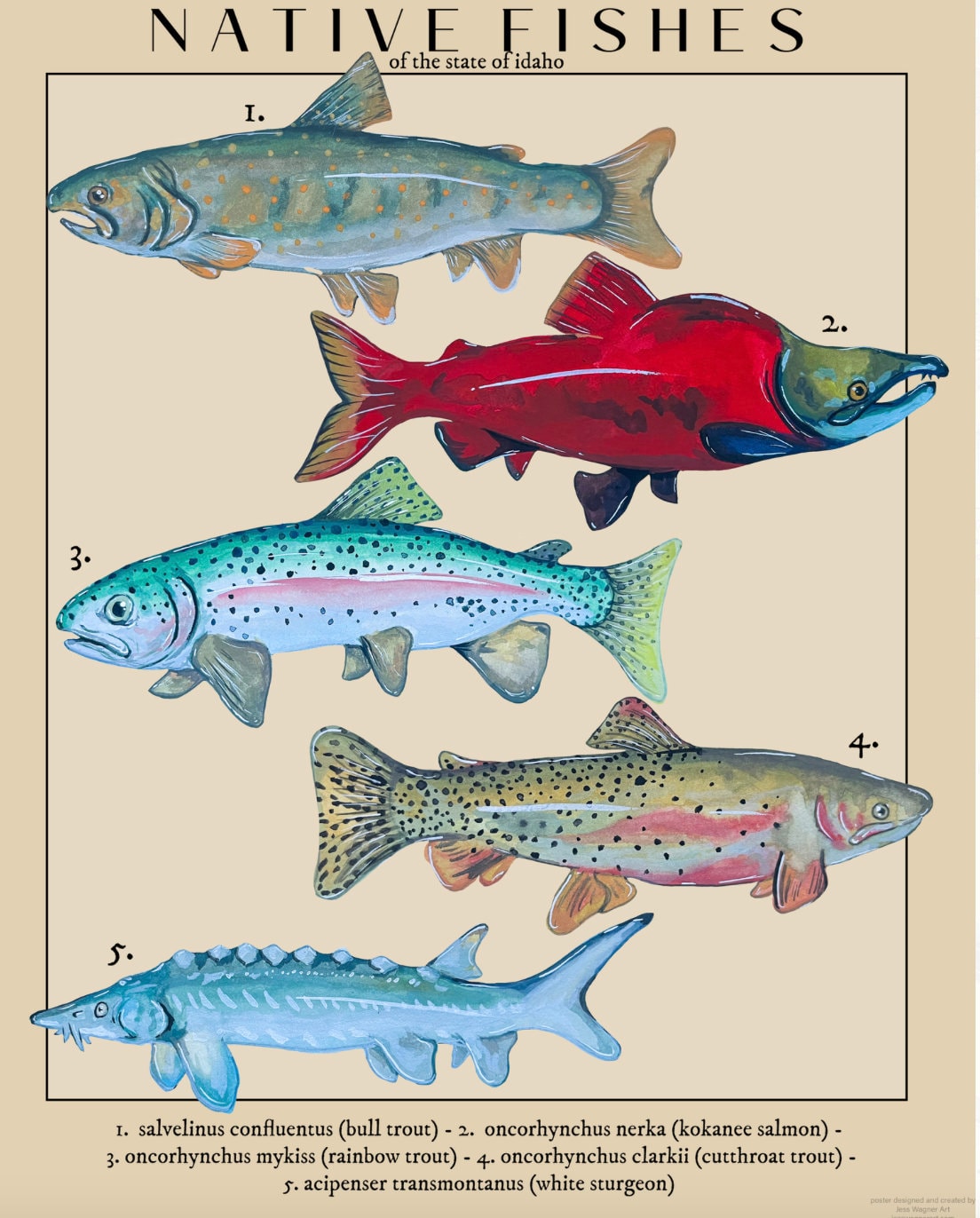 Native Fish of Idaho Scientific Poster With Magnetic Wall Hanging Style ...