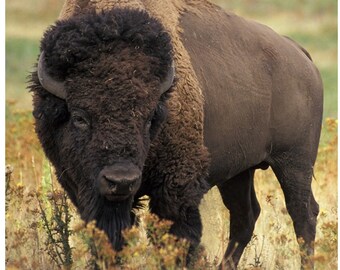 Buffalo Quilt Fabric | Etsy