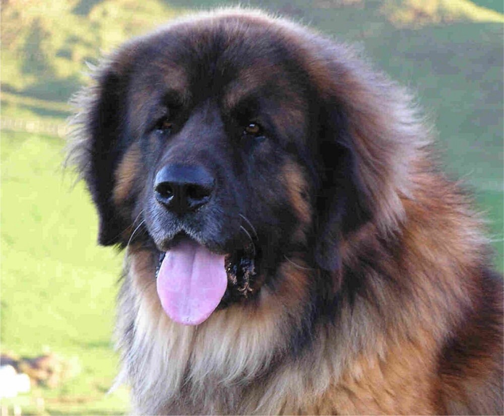Leonberger Cross German Shepherd