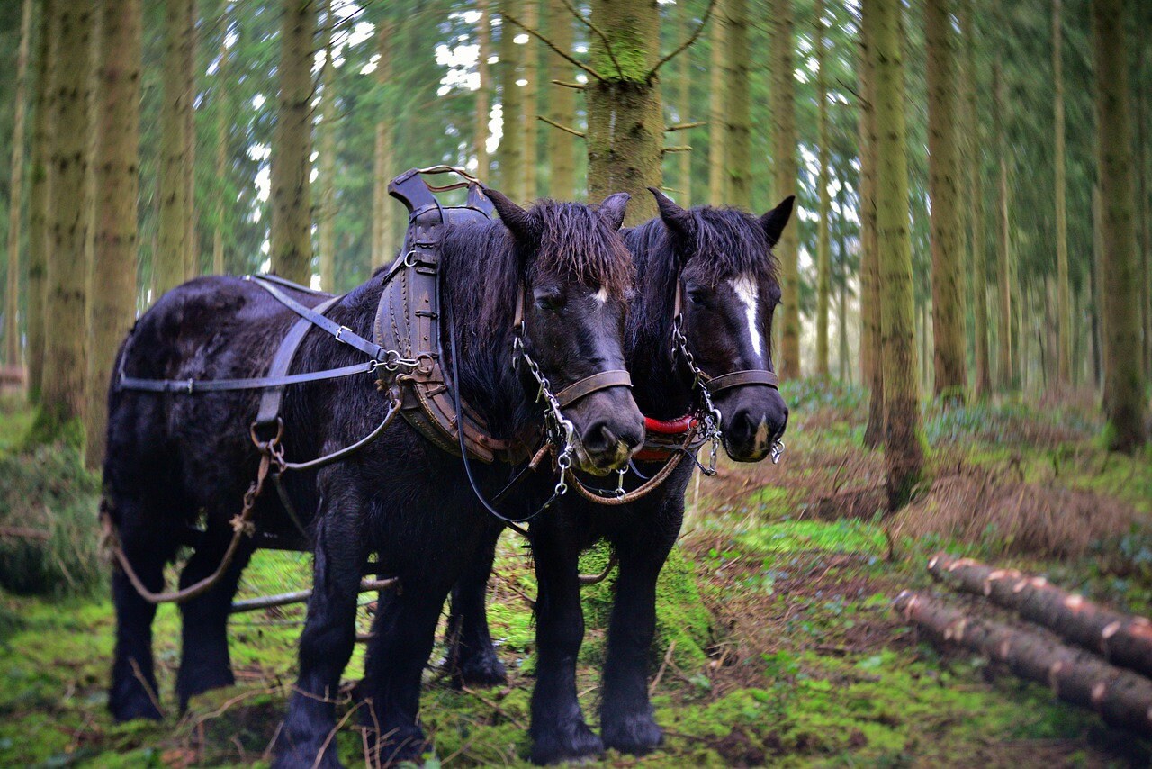 Black Draft Horse Breeds