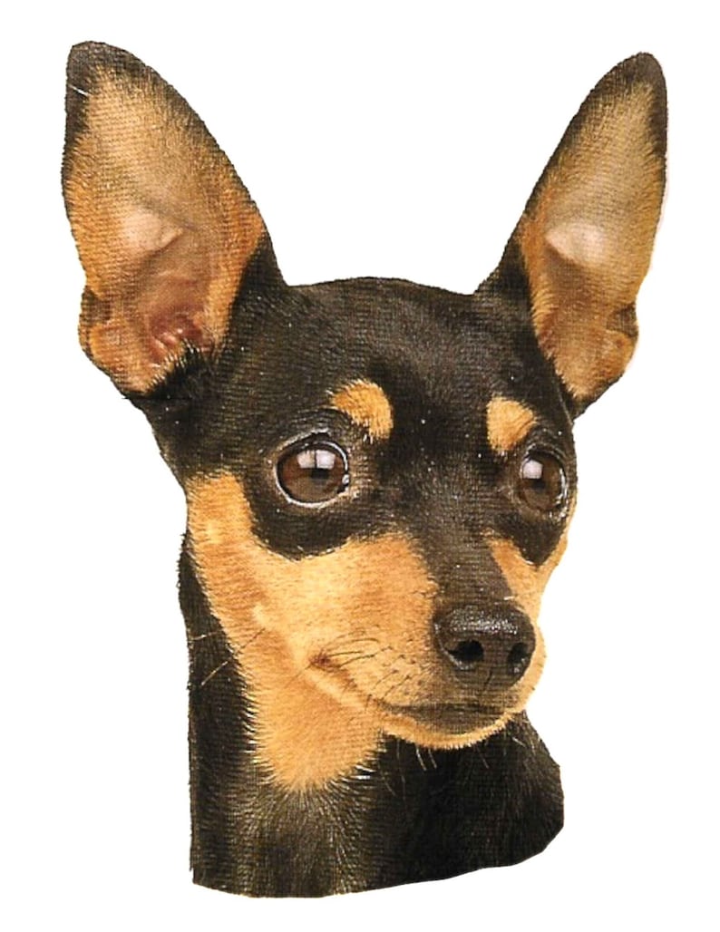 MINIATURE PINSCHER min Pin DOG Head on One 16 Inch Fabric - Etsy