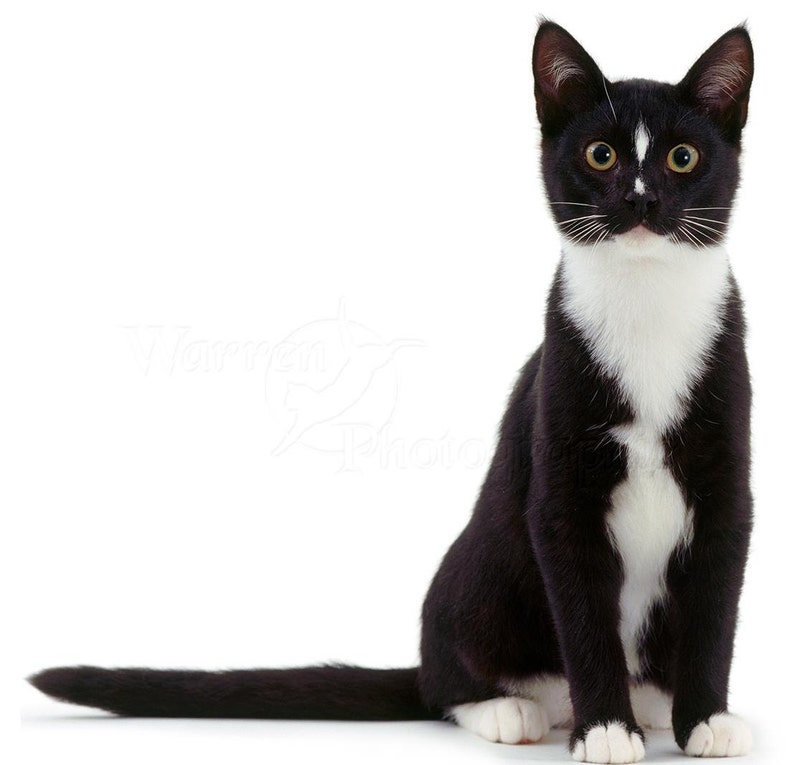 CAT: Blk & White tuxedo Sitting Tall on One 16 | Etsy