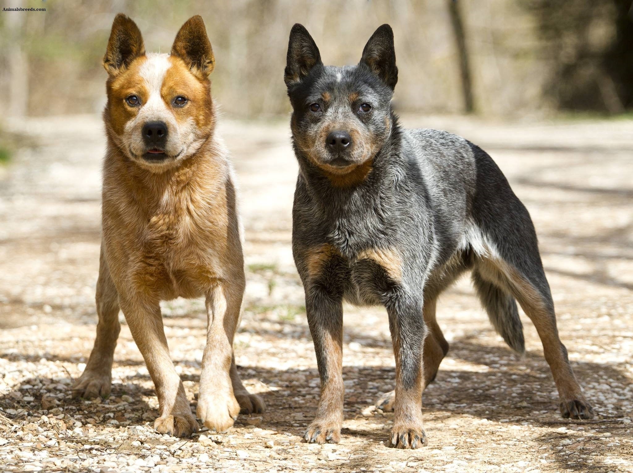 What Is The Difference Between A Queensland Heeler And An Australian Cattle Dog