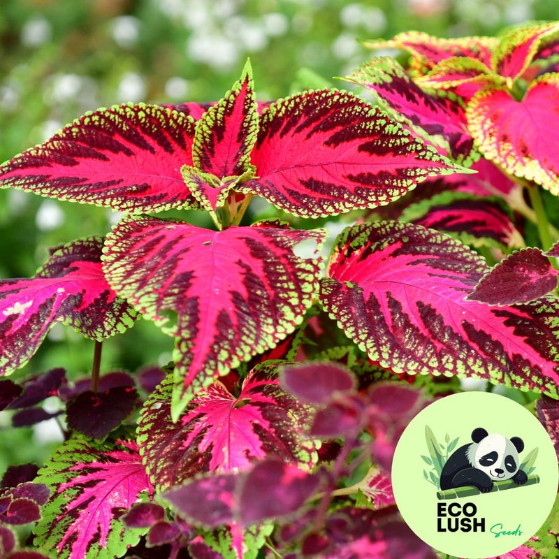 Coleus Seeds - Etsy Sweden