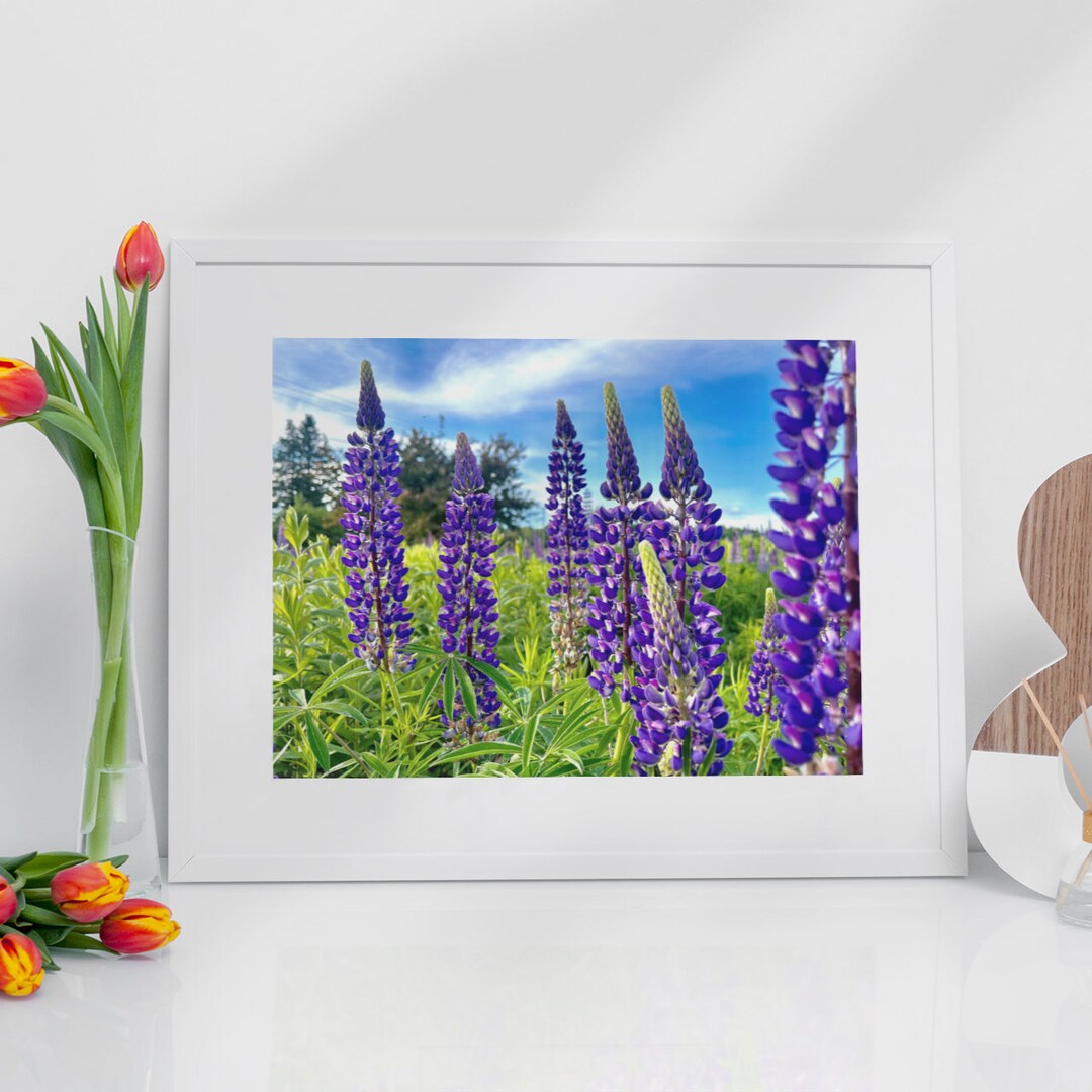 Acadia Lupines Print, Spring Landscape Art, Wall Art Decor, Flowers ...