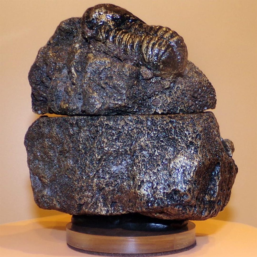 Trilobite Rockasaurus Jewelry Box - Etsy