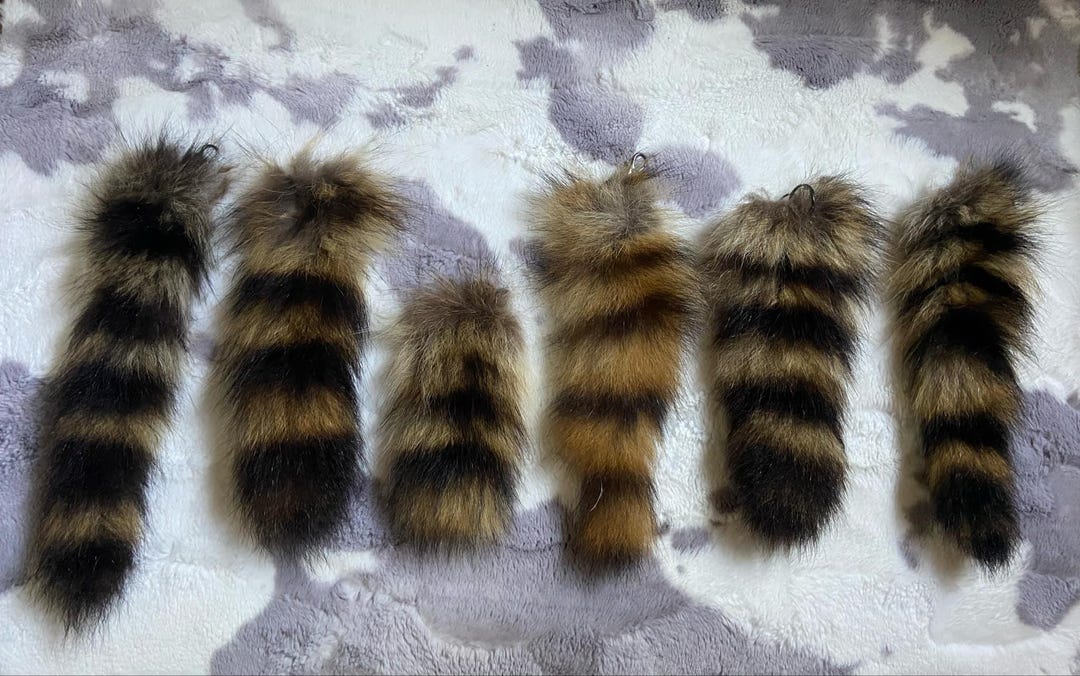 Genuine Animal Tail Keychains Taxidermy Coyote Otter Bobcat Raccoon Fox ...