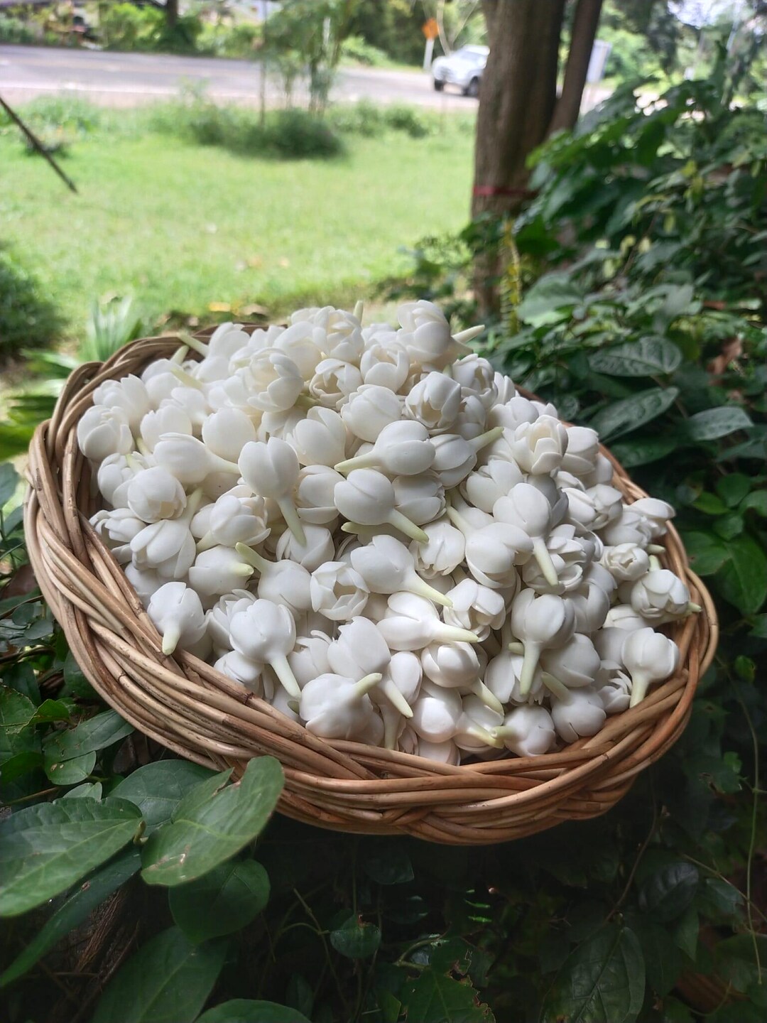 Pikake Clay Flowers - Jasmine Bud Beads Made From Clay - Hawaiian Lei ...