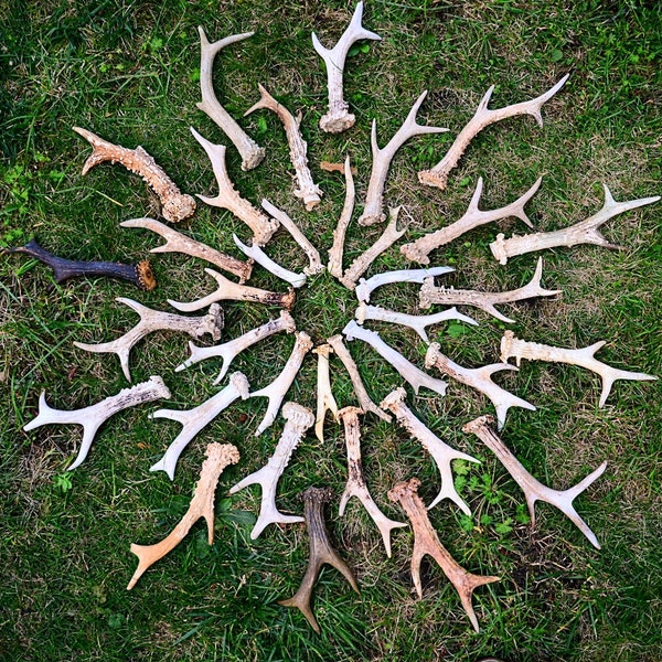 Real Antlers - Etsy