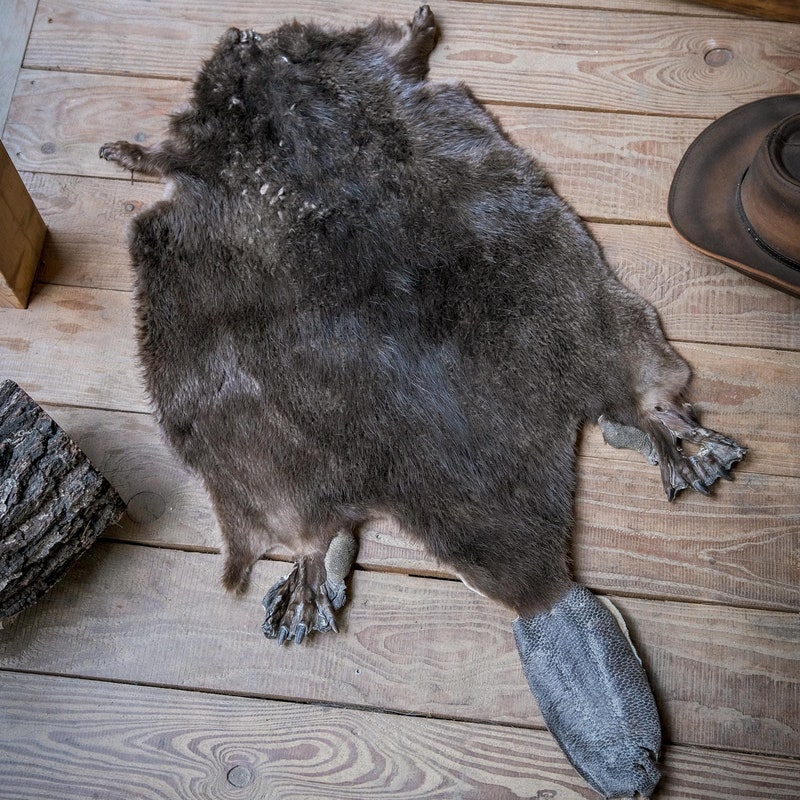 Beaver Pelt - Etsy