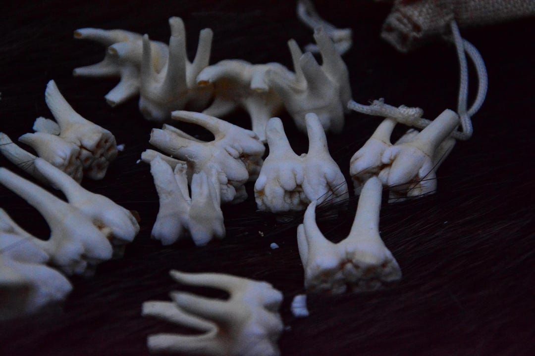 Big Molar Teeth, Real Animal Teeth, Deer Teeth Present, Home Decor, for ...