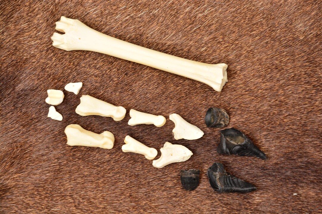 ROE Deer Tiny Leg Bones With Hoof Set From Roe Deer capreolus Capreolus ...