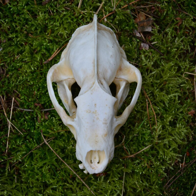 Real Animal Skull - Etsy