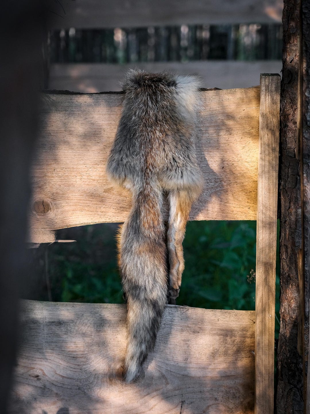 Whole FOX Skin, Real Animal Pelt, Fox Fur, Vulpes Vulpes, Authentic ...