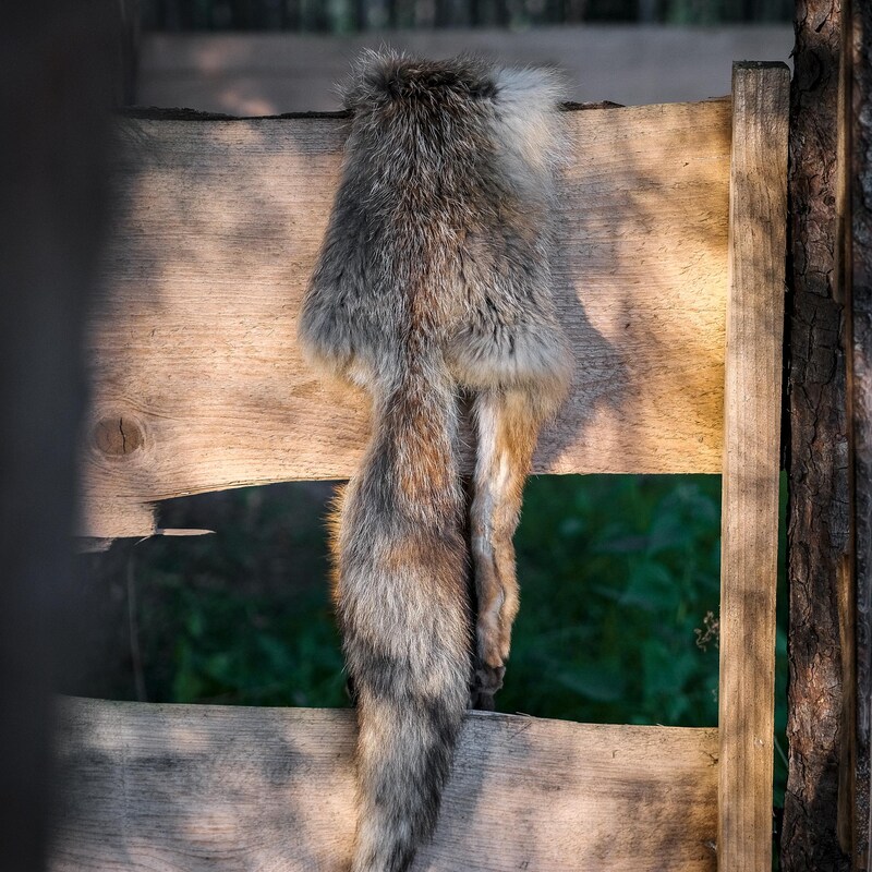 Real Animal Skin - Etsy