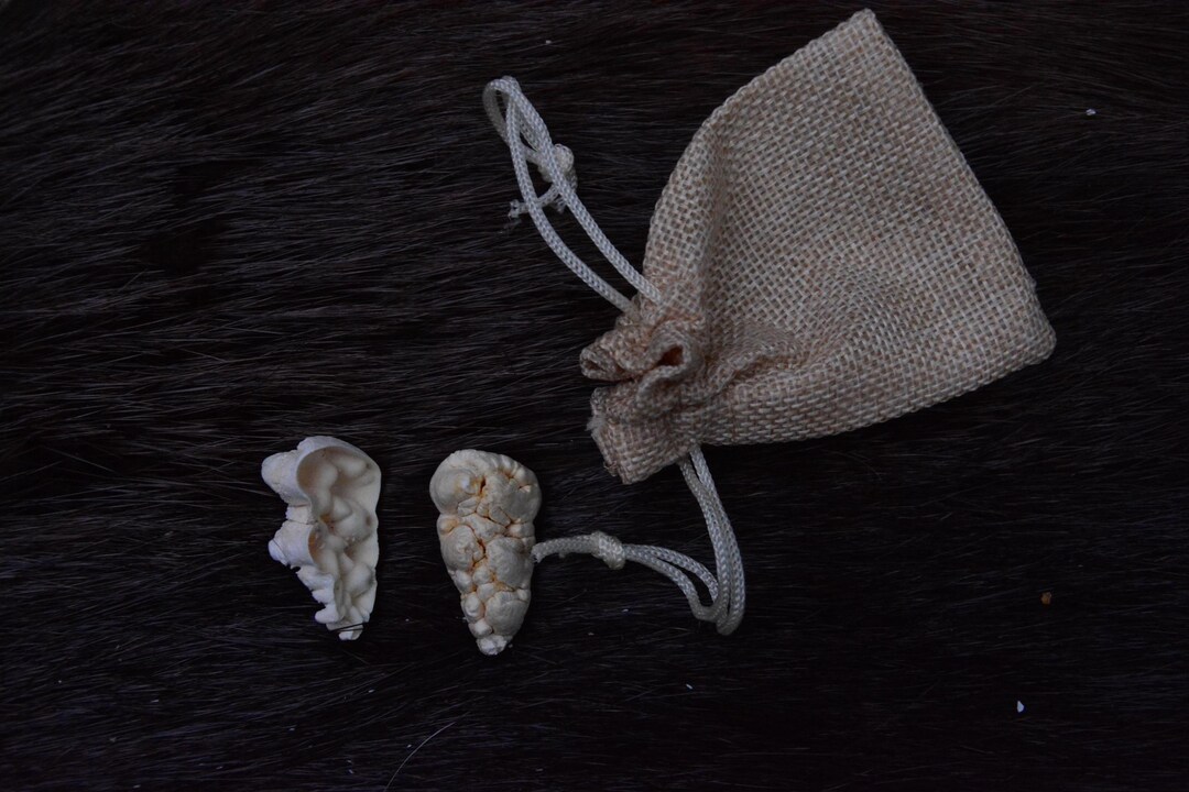 2x Molar Teeth, Real Animal Teeth, Deer Teeth, Present, Home Decor, for ...