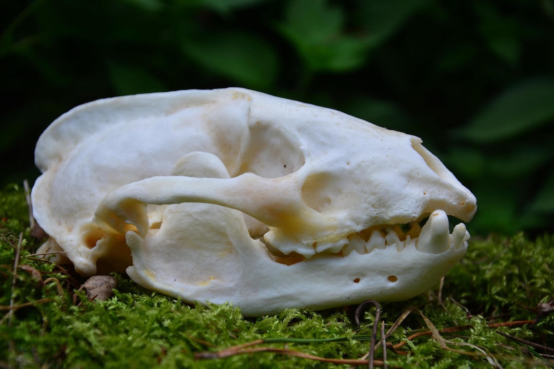 European Badger Skull Real Animal Skull, Nature, Oddity, Present Set ...