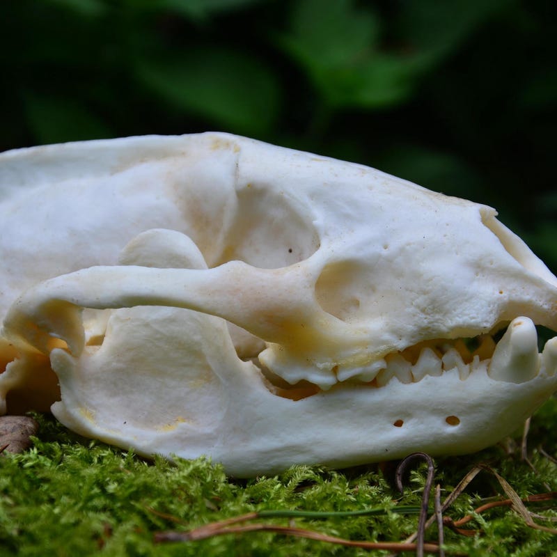 Real Animal Skull - Etsy